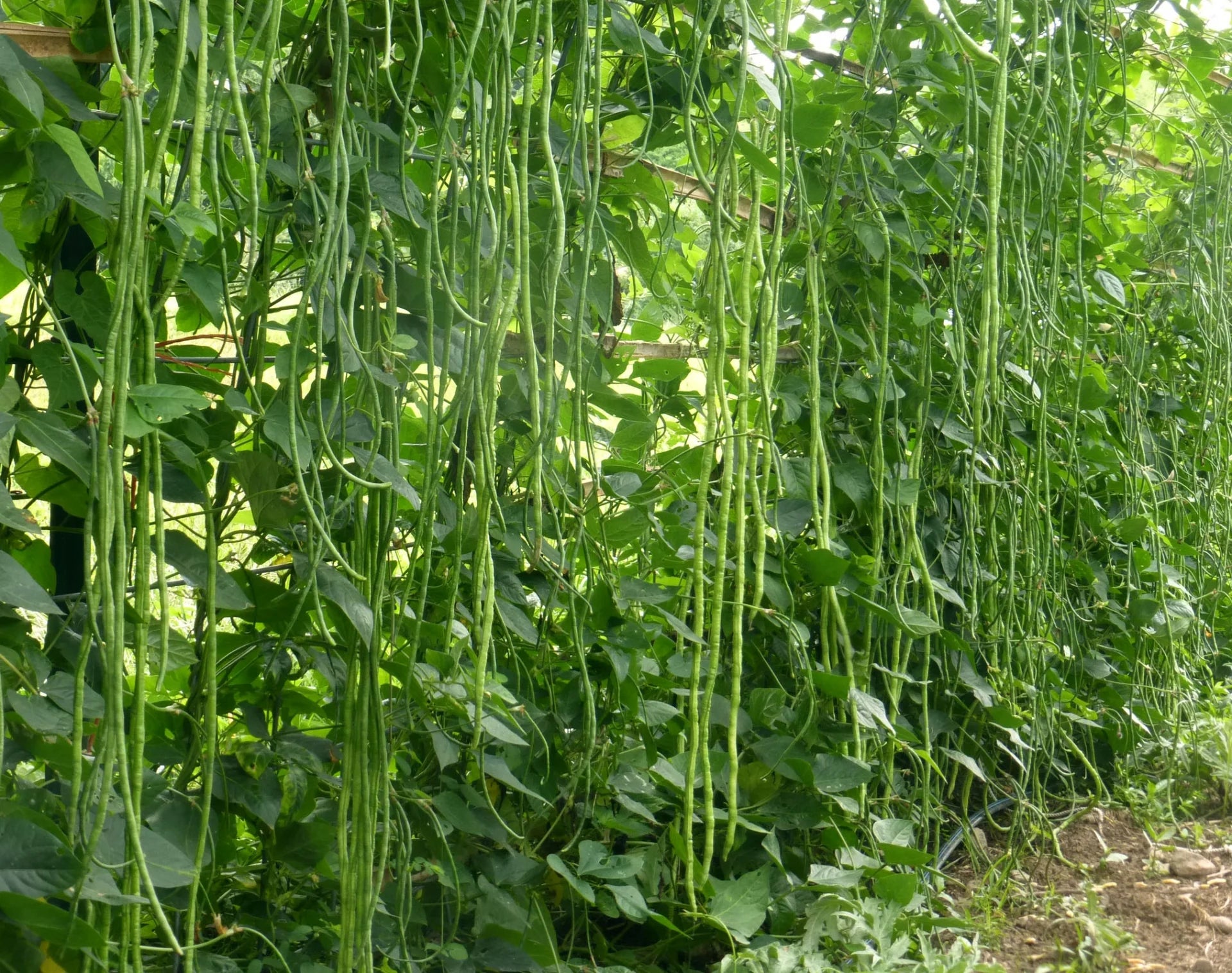 Arka Mangala-Yard Long Bean Hybrid Seeds -Vegetable Seeds – Bare-Root ...