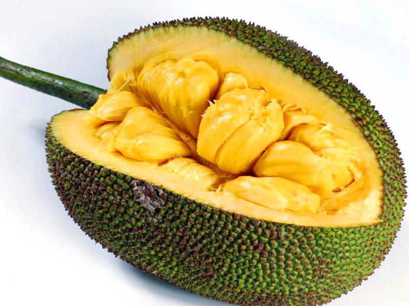 Jackfruit - Ceylon varikka - Fruit Plant – Bare-Root Blooms